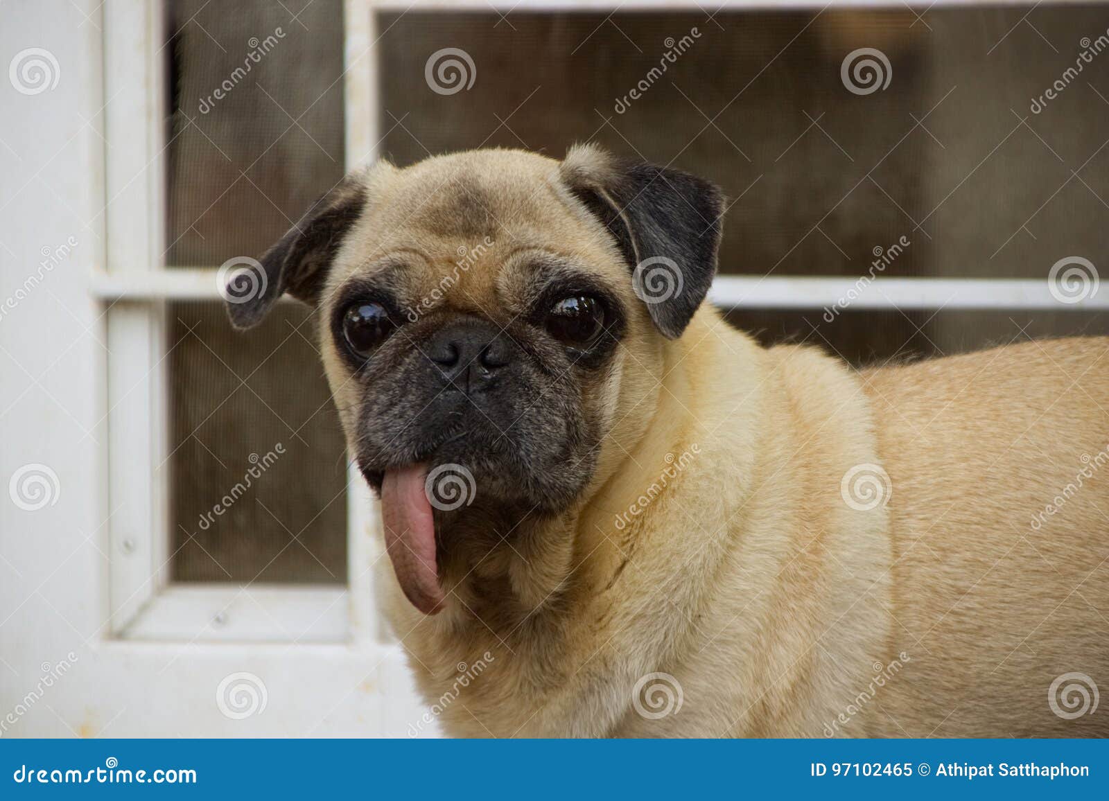 PUG, Dog is pretty. stock image. Image of long, close - 97102465