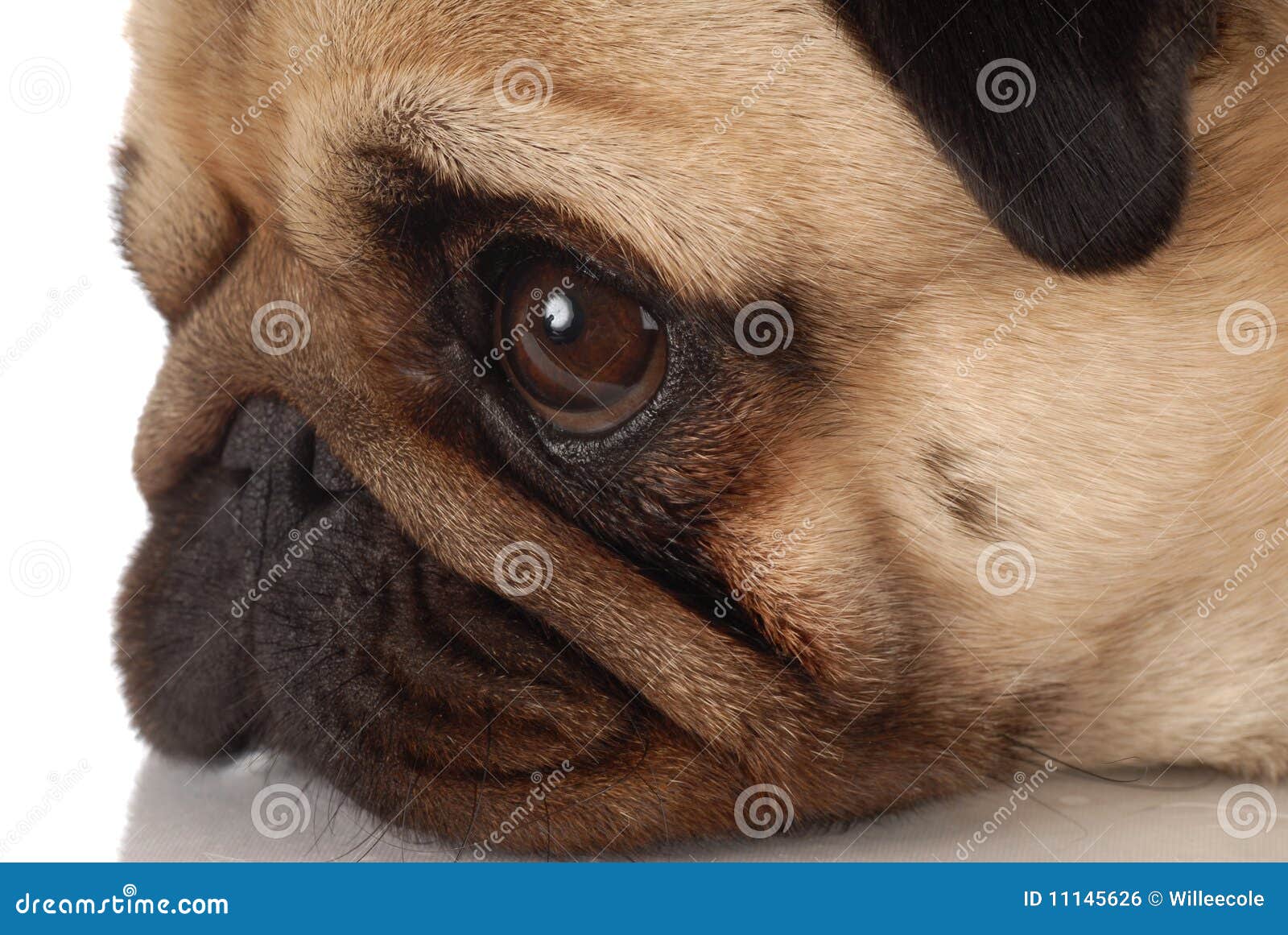 Pug dog profile stock photo. Image of domestic, ugliness - 11145626