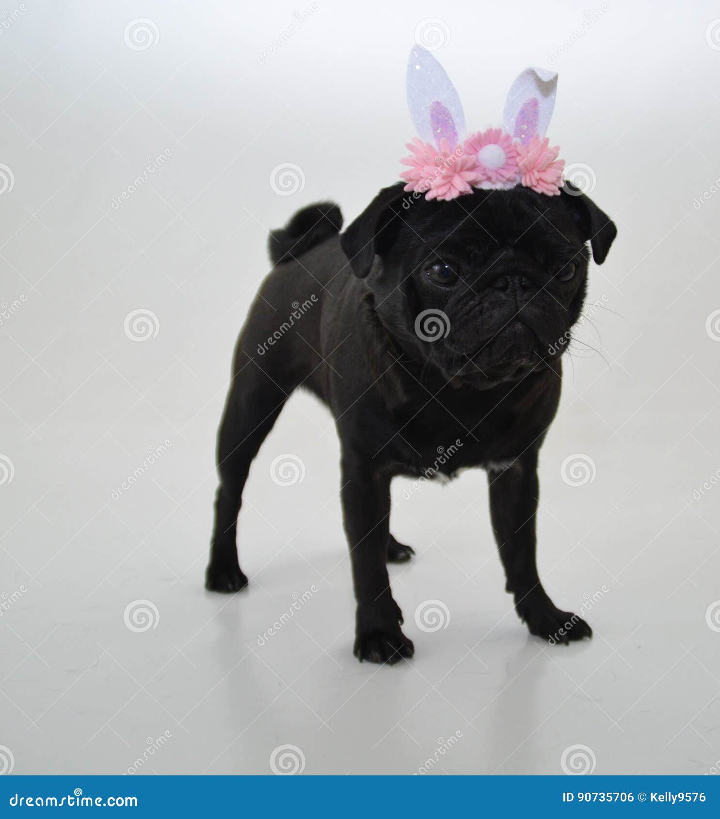 Pug dog with rabbit ears stock photo. Image of friend - 90735706