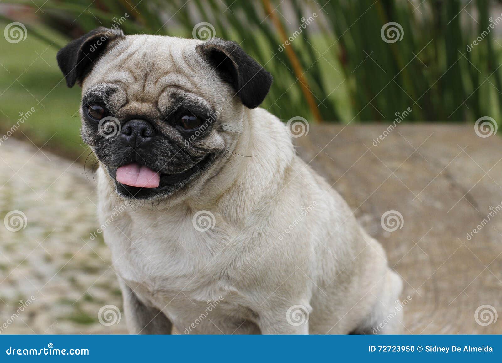 Pug Dog Race Course Smiling for Camera Stock Photo - Image of mammal ...