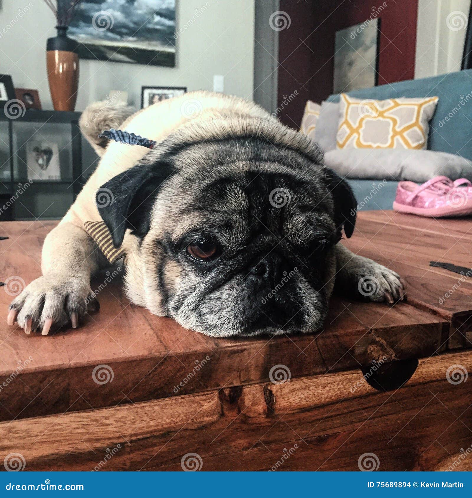 Pug stock photo. Image of laying, relaxing, thinking - 75689894