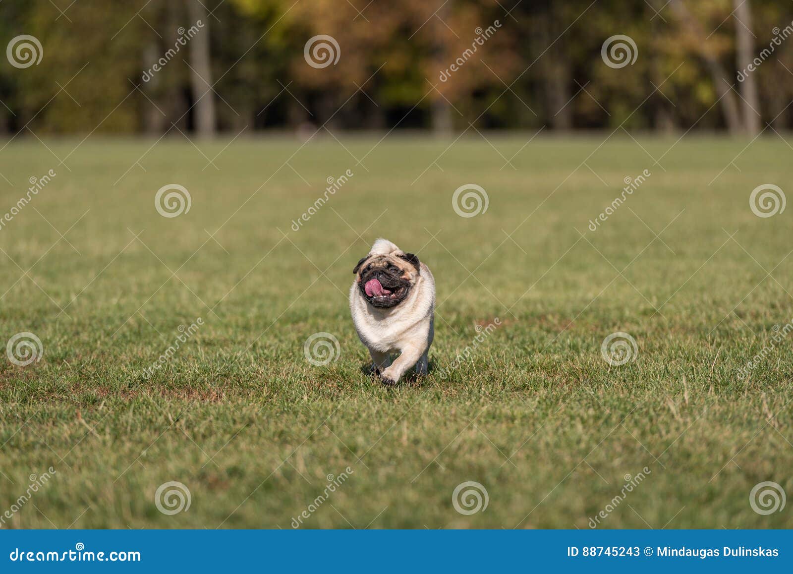 Pug Dog is Running. stock image. Image of puppy, black - 88745243