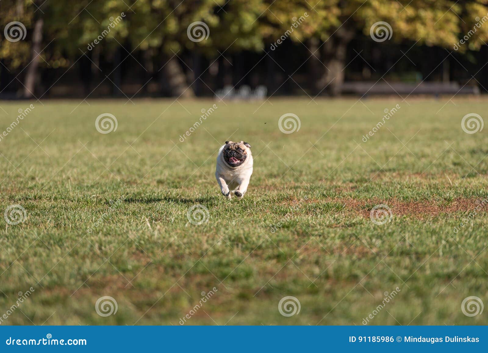 Pug Dog is Running. stock photo. Image of funny, open - 91185986