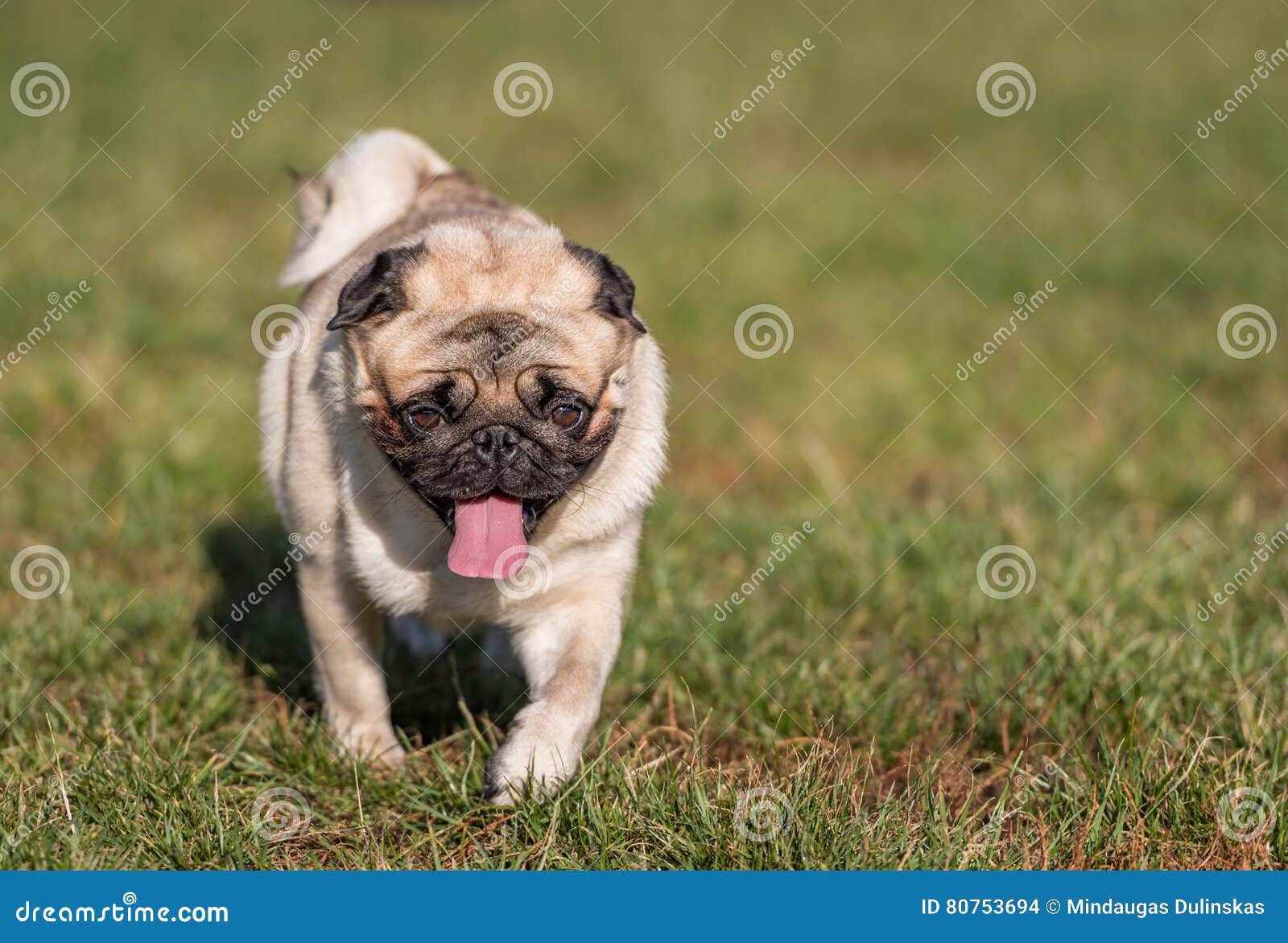 Pug Dog is Running. stock photo. Image of green, puppy - 80753694