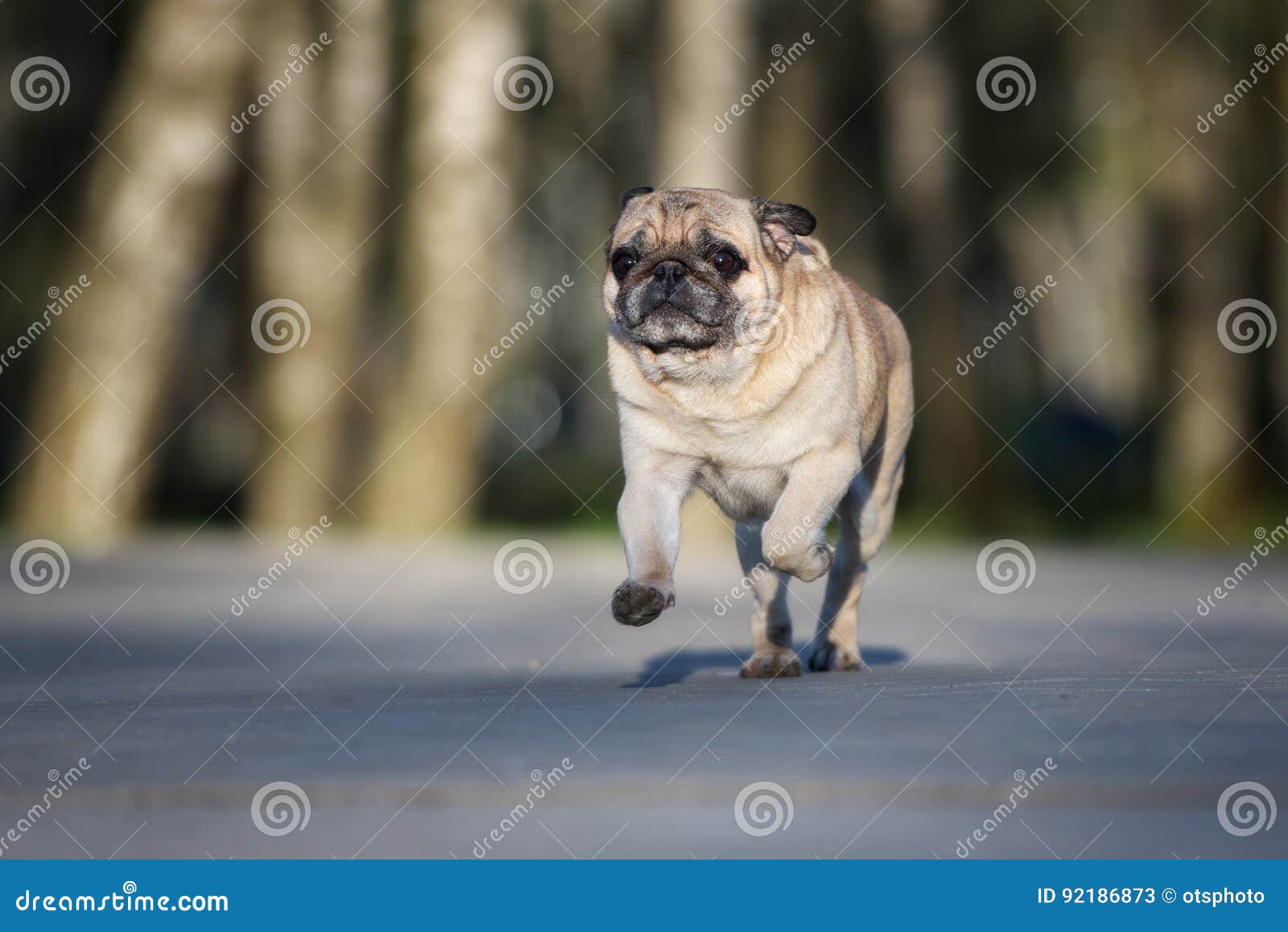 Pug dog running outdoors stock image. Image of running - 92186873