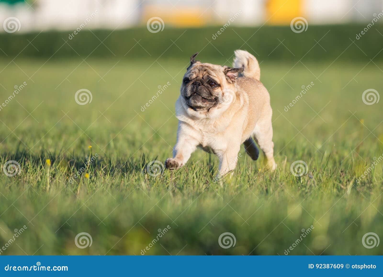 Pug dog running outdoors stock image. Image of adorable - 92387609