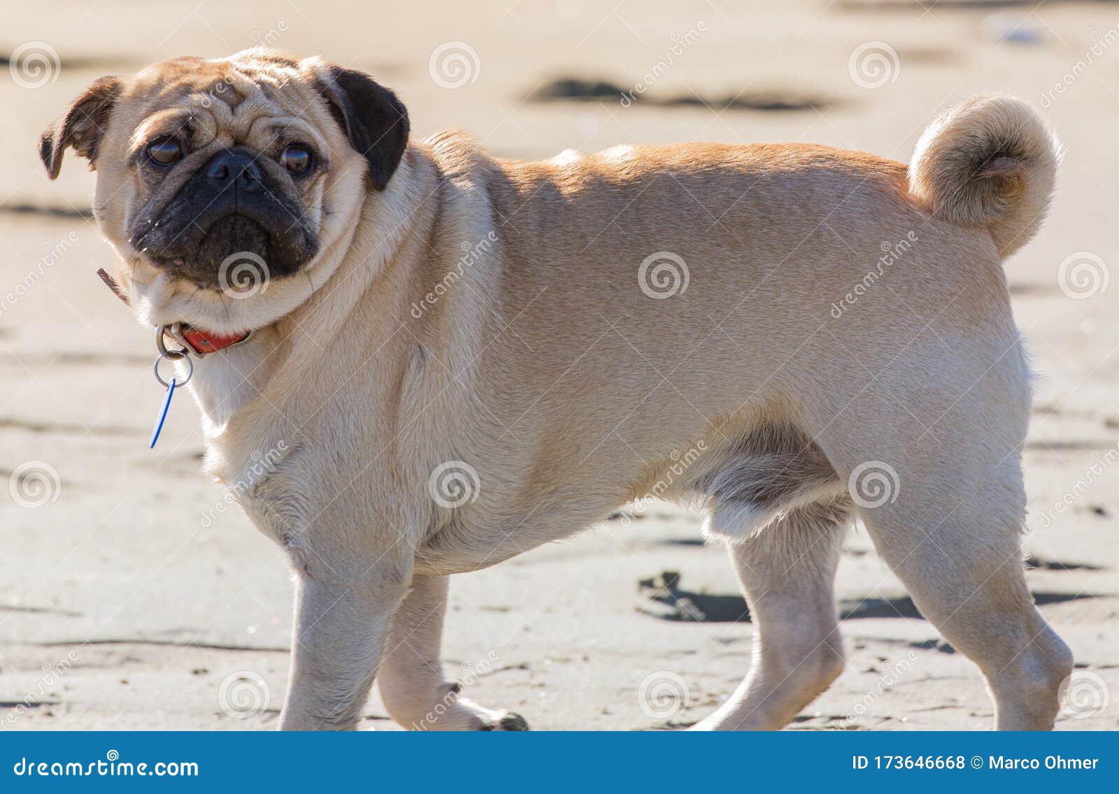 Pug dog at the beach stock photo. Image of funny, calm - 173646668