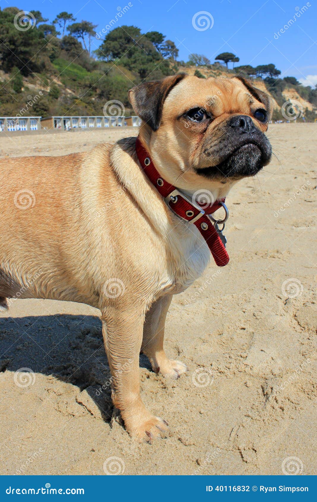 Pug Dog on a sandy beach stock photo. Image of beach - 40116832
