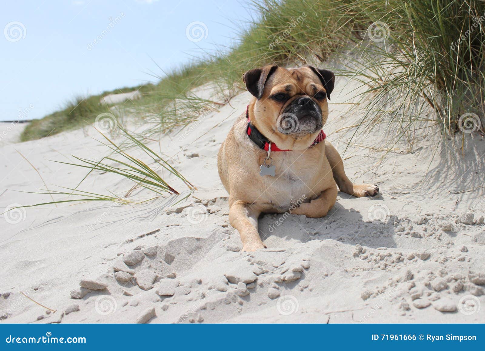 Pug Dog Sat on a Beach Landscape Stock Photo - Image of head, cute ...