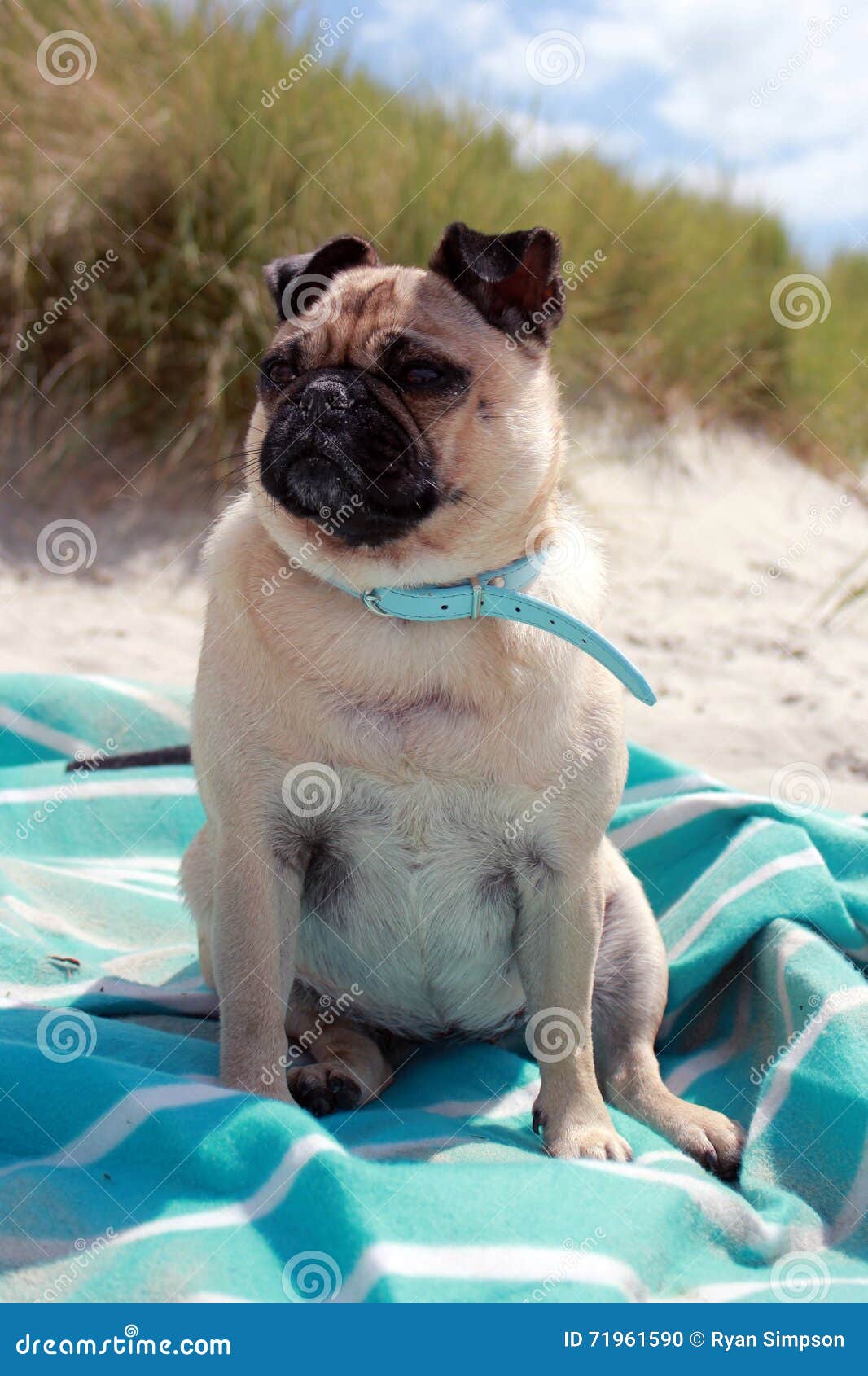 Pug Dog Sat on a Beach Portrait Stock Photo - Image of away, head: 71961590