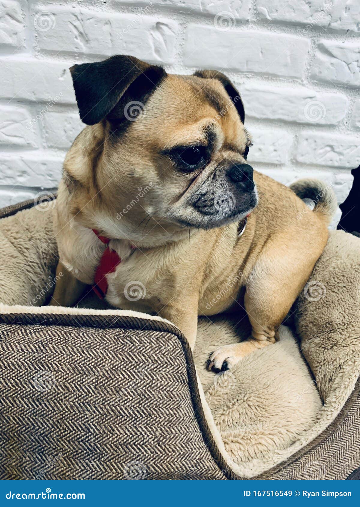 Dog sat in dog bed stock image. Image of looking, orange - 167516549