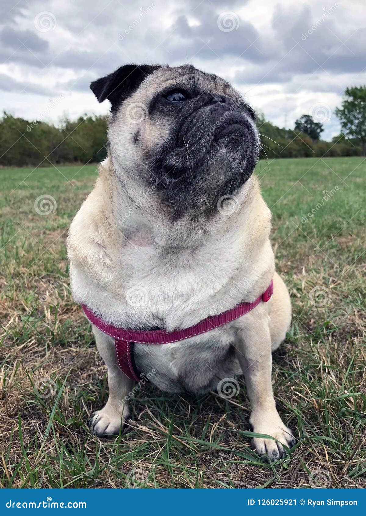 Pug Dog Sat on Grass Looking Up Stock Image - Image of close, evening ...
