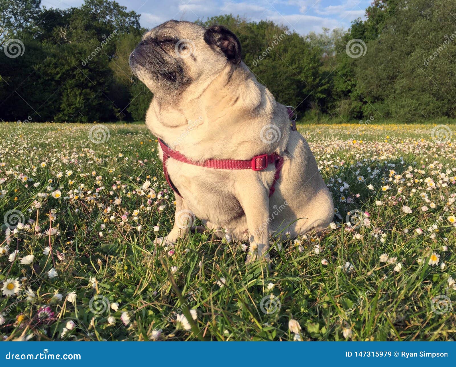Pug Dog Sat on a Grassy Field Stock Image - Image of daisy, ball: 147315979