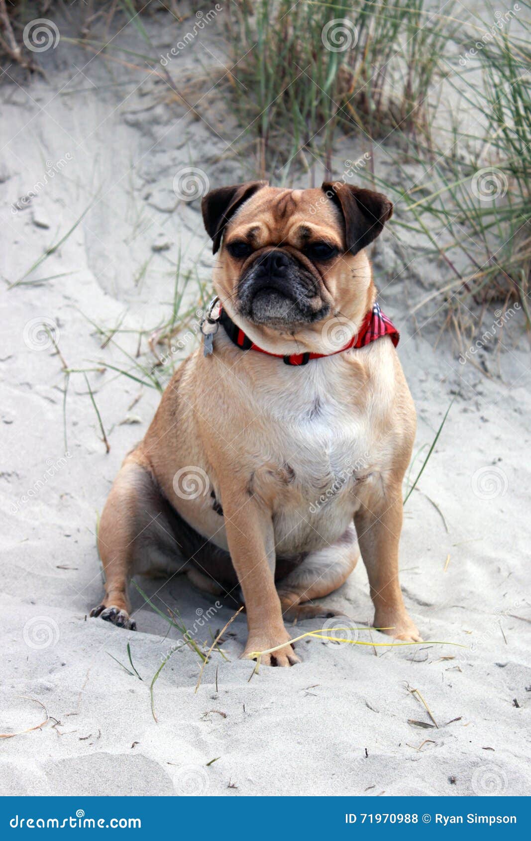 Pug Dog Sat on a Sandy Beach Stock Photo - Image of alert, cross: 71970988