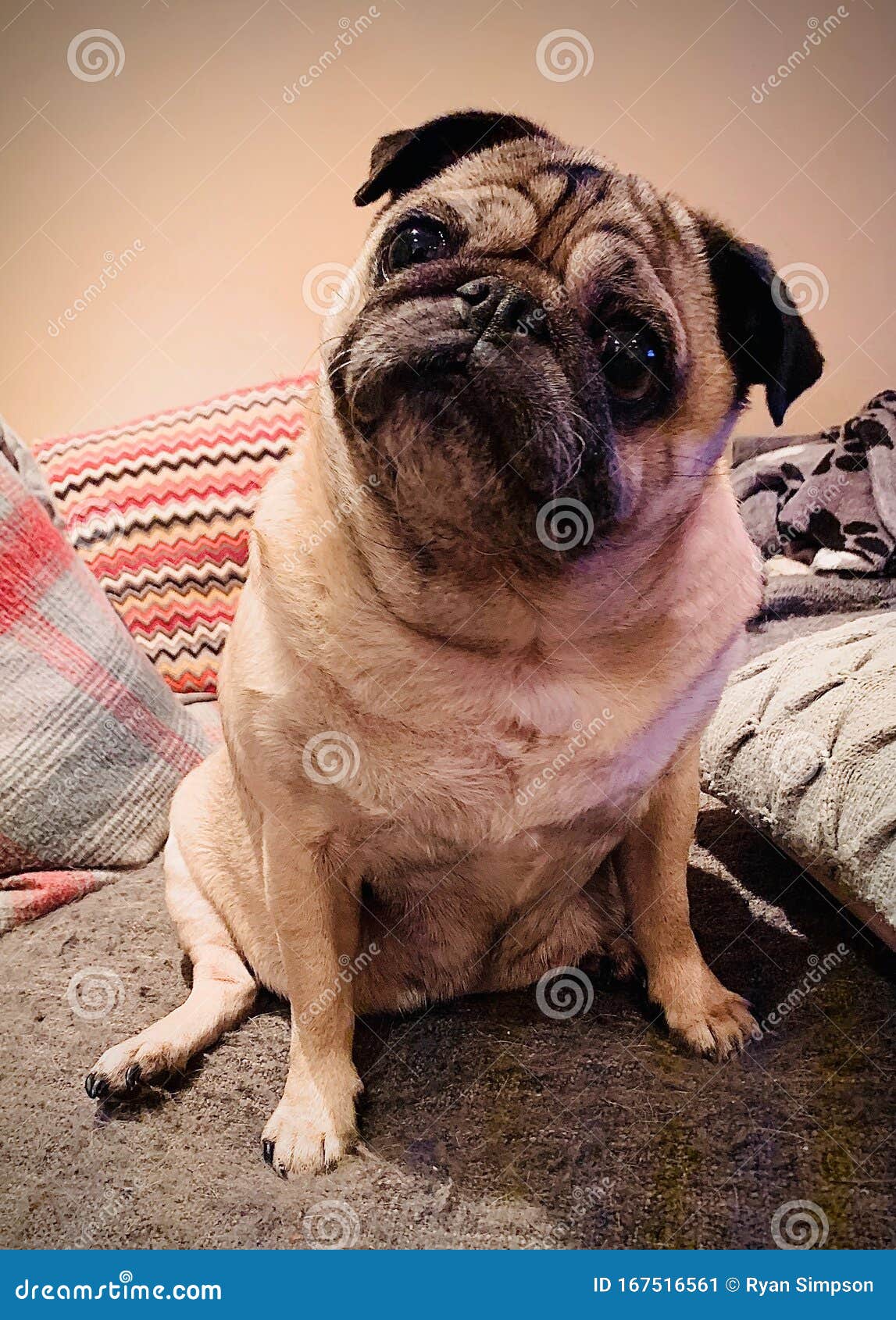 Pug Dog Sat on Sofa Portrait Stock Image - Image of tilt, puggle: 167516561
