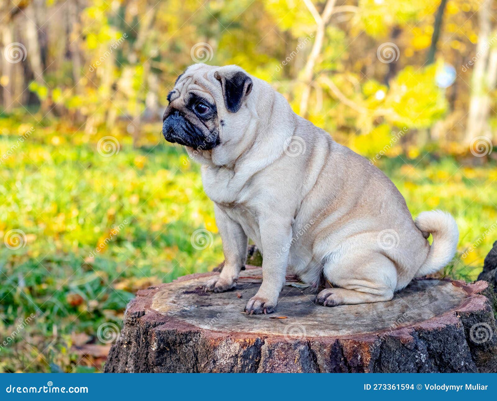 A Pug Dog with a Serious Look Sits on a Stump in the Park Stock Photo ...
