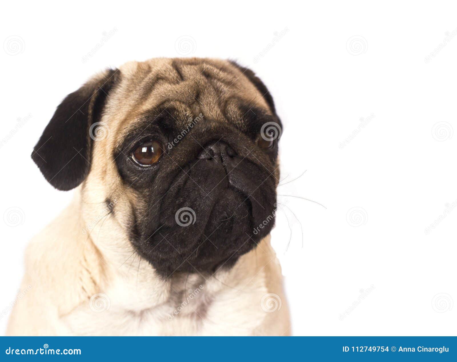 The Pug Dog Sits and Looks with Sad Big Eyes. Stock Photo - Image of ...
