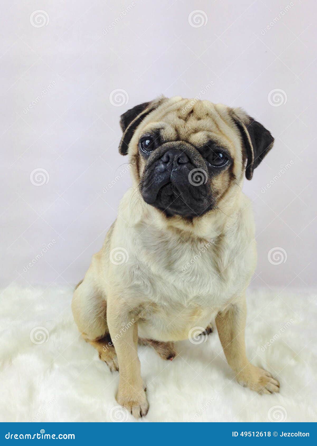 Pug stock photo. Image of canine, sitting, ugly, cute - 49512618