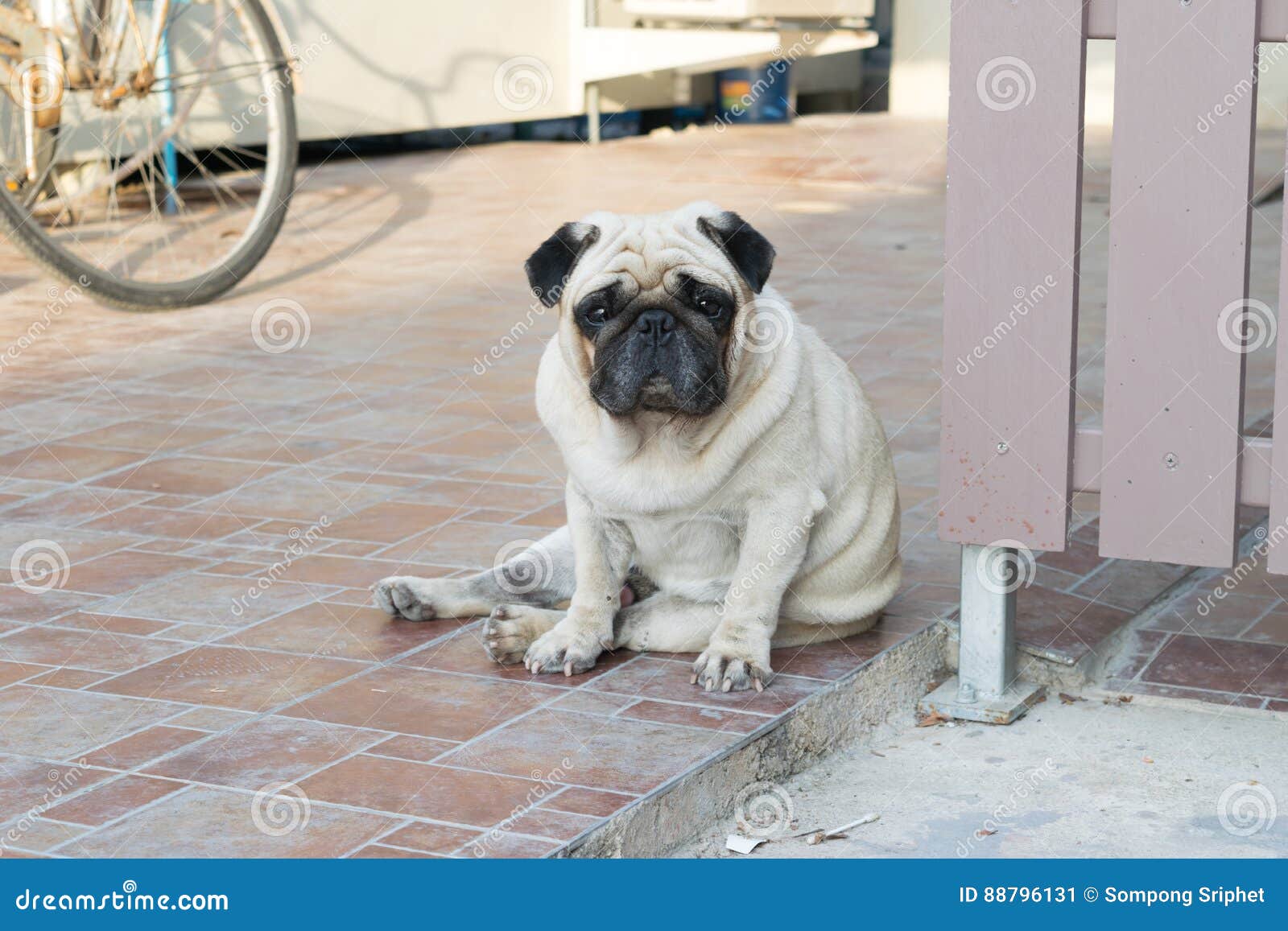 Pug Dog Sitting on the Floor Stock Image - Image of cute, people: 88796131