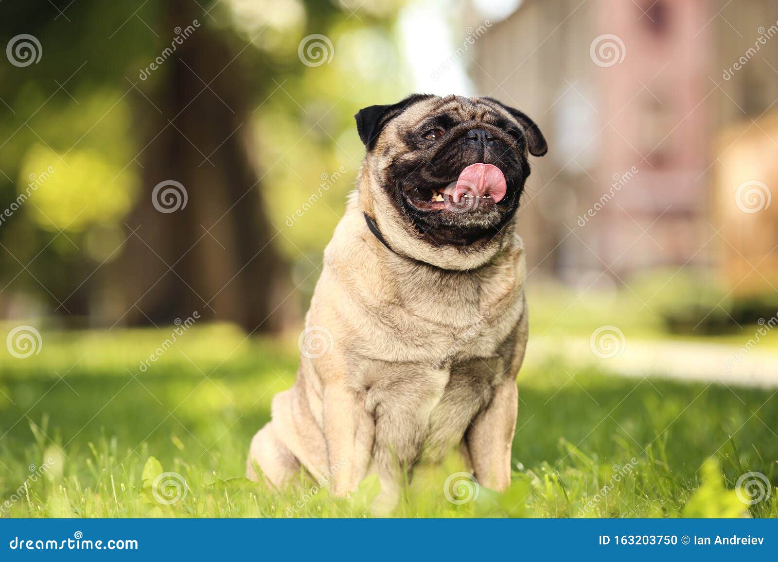 Pug dog stock photo. Image of small, grass, fluffy, looking - 163203750