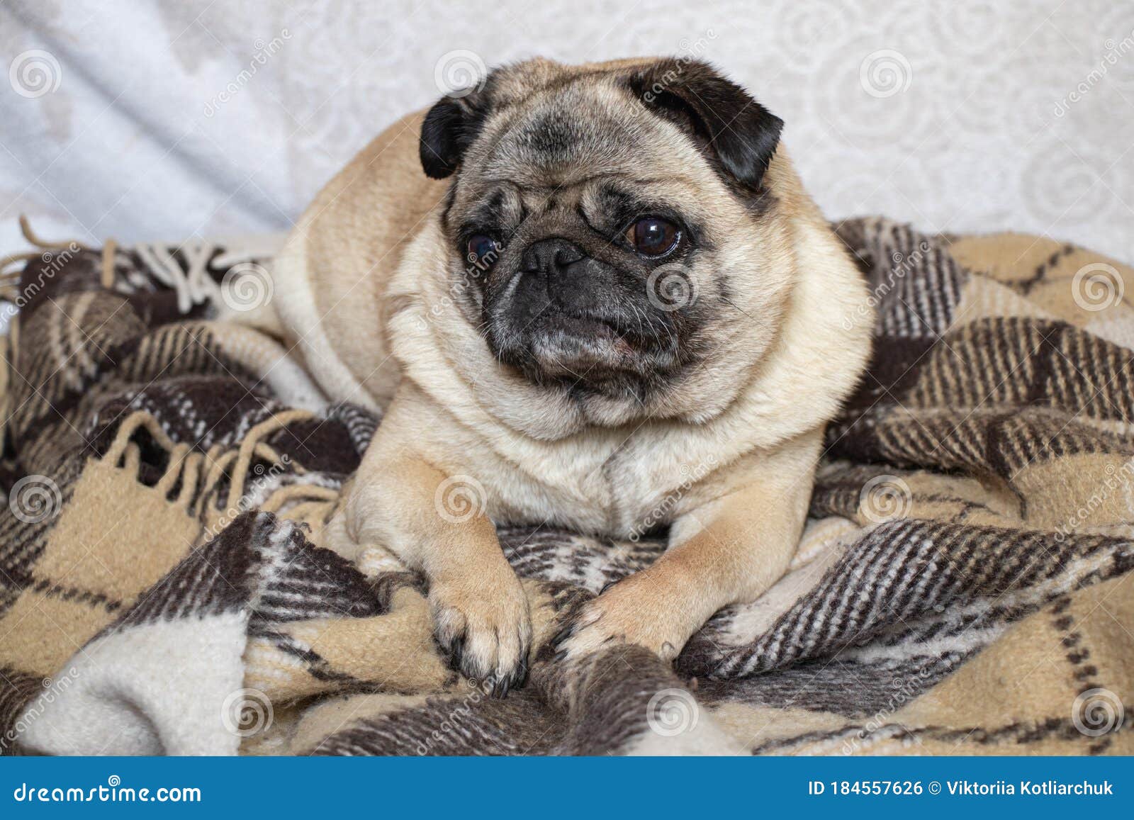 Young Pug Dog Sitting in the Room on the Carpet Stock Photo - Image of ...