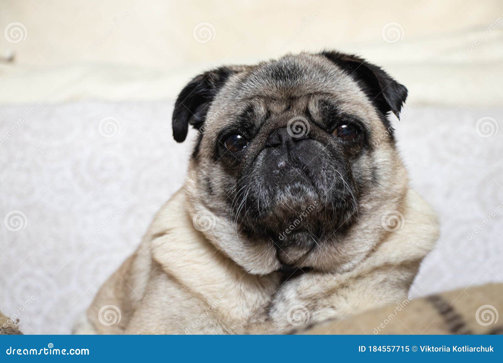 Young Pug Dog Sitting in the Room on the Carpet Stock Image - Image of ...