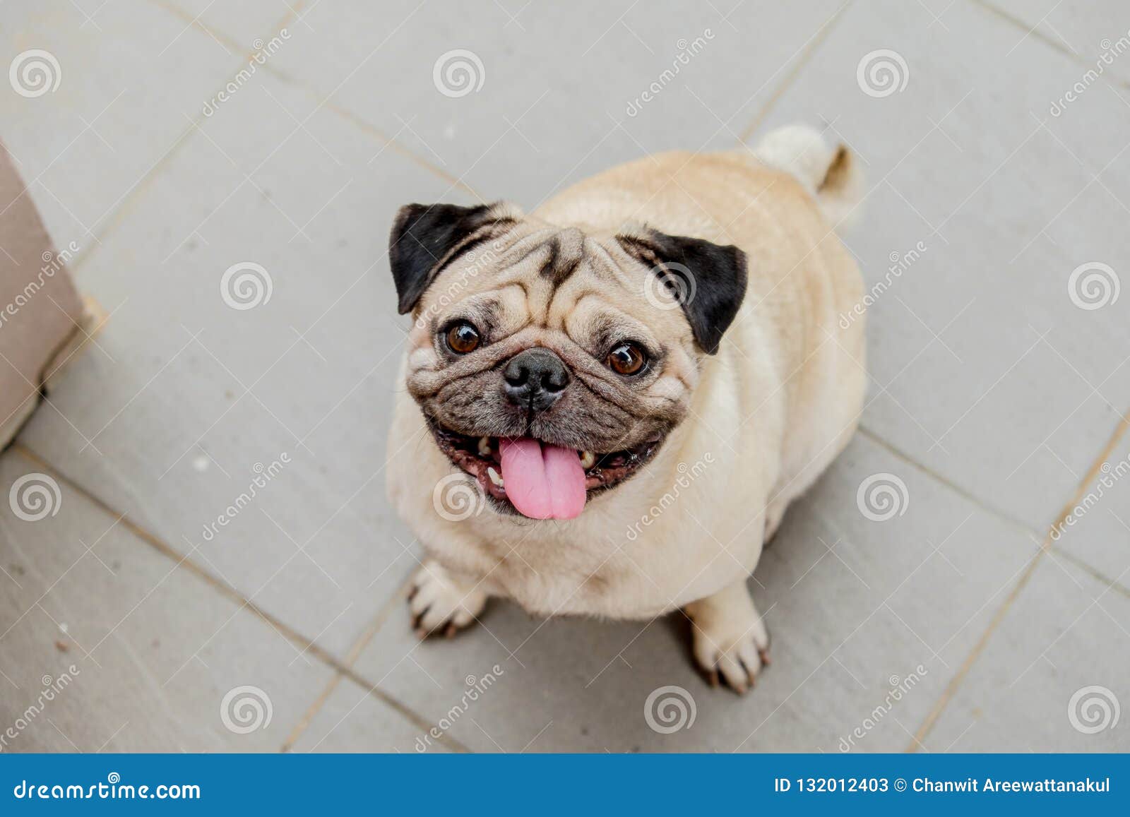 Pug dog are smiling stock image. Image of mammal, small - 132012403
