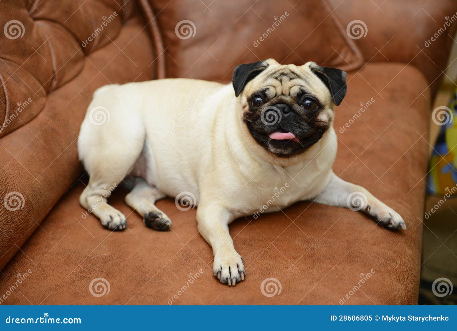 Pug Dog Sitting on the Sofa Stock Image - Image of animal, doggy: 28606805
