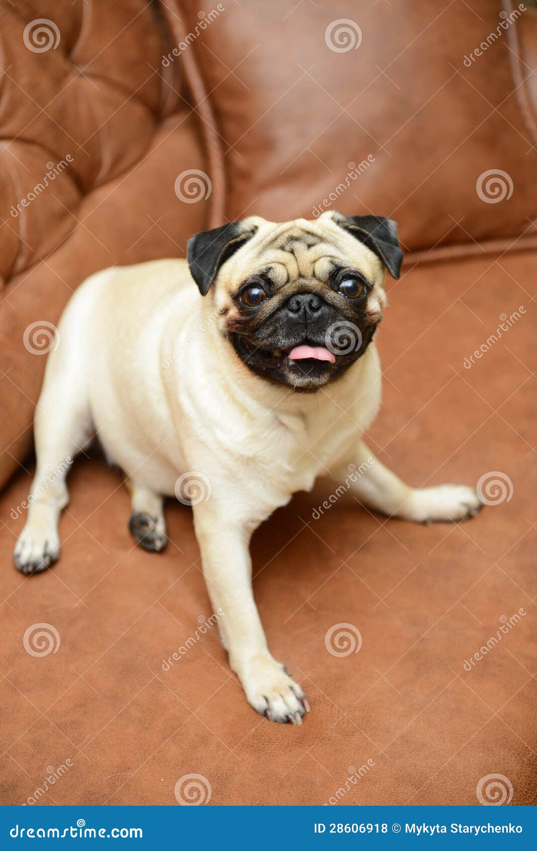 Pug Dog Sitting on the Sofa Stock Photo - Image of animal, doggy: 28606918