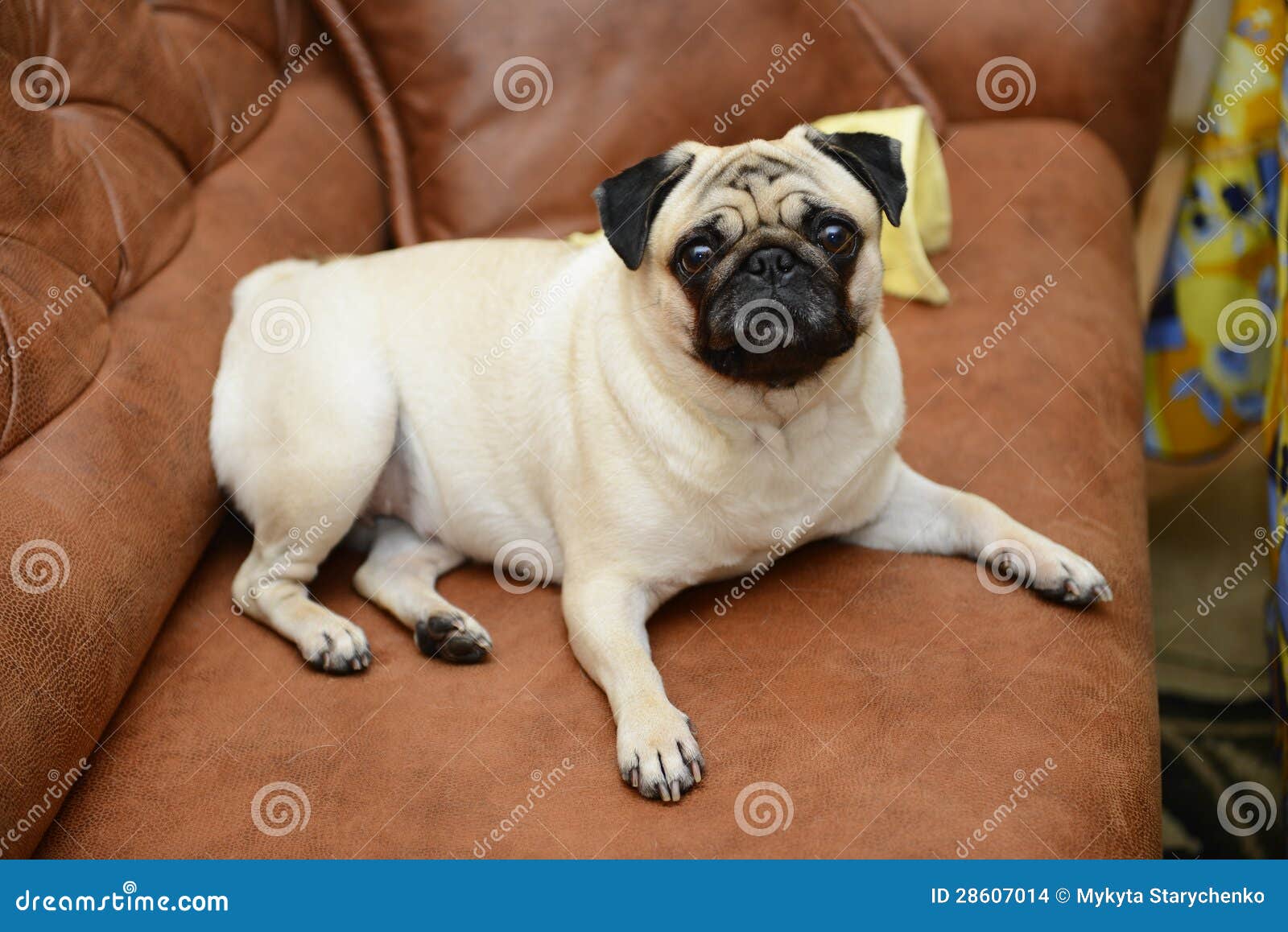 Pug Dog Sitting on the Sofa Stock Photo - Image of pedigree, looking ...