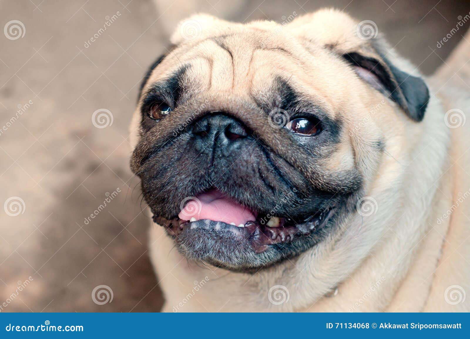 Pug dog smile stock photo. Image of small, beautiful - 71134068