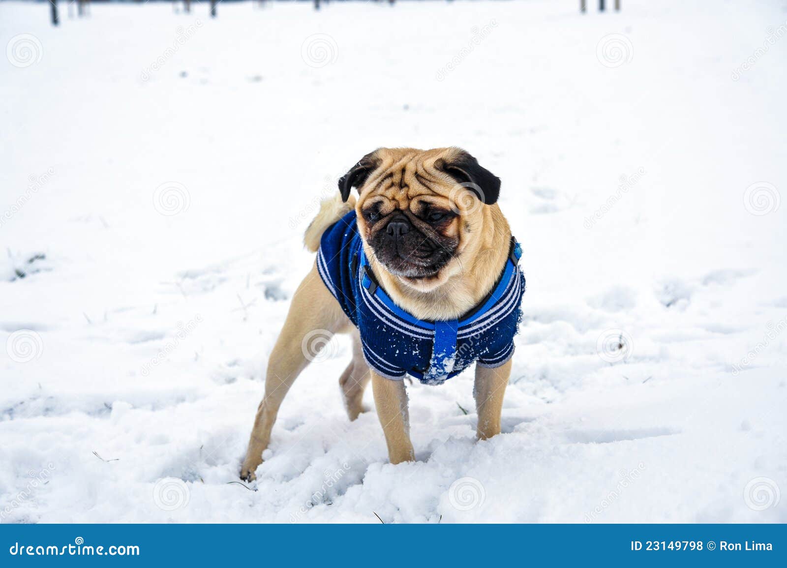 Pug dog in the snow stock photo. Image of frost, beauty - 23149798