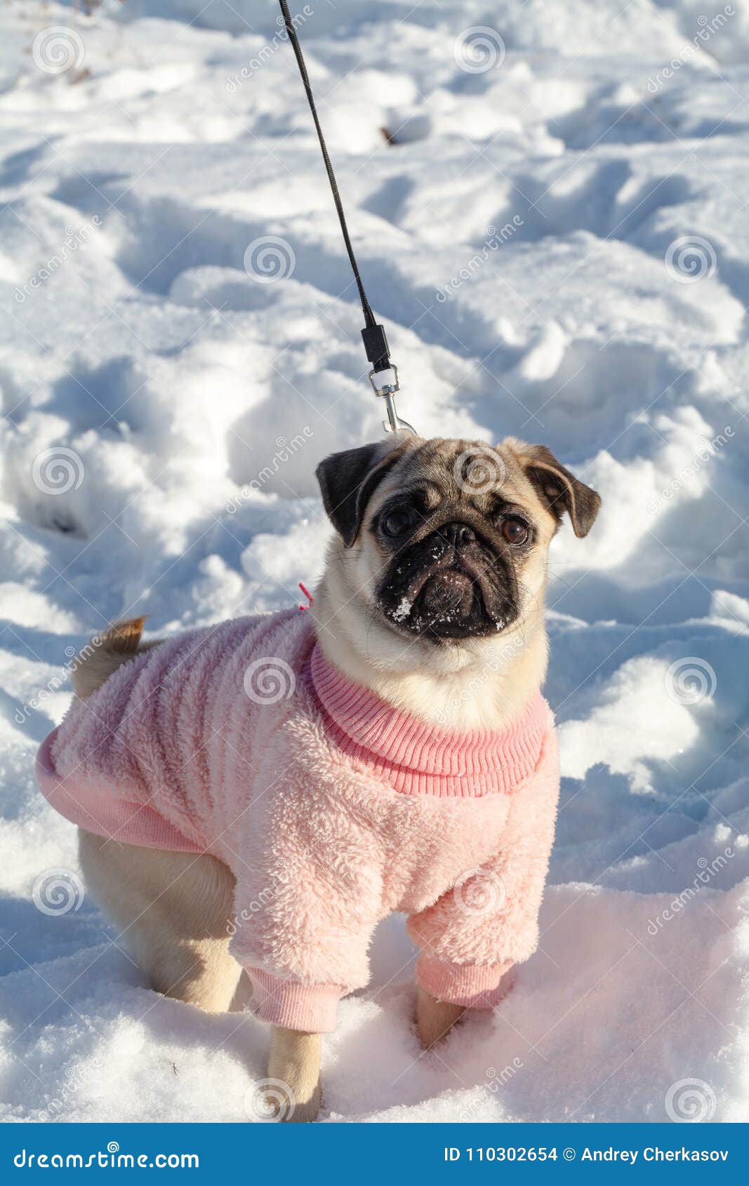 Pug-dog in snow day stock photo. Image of background - 110302654