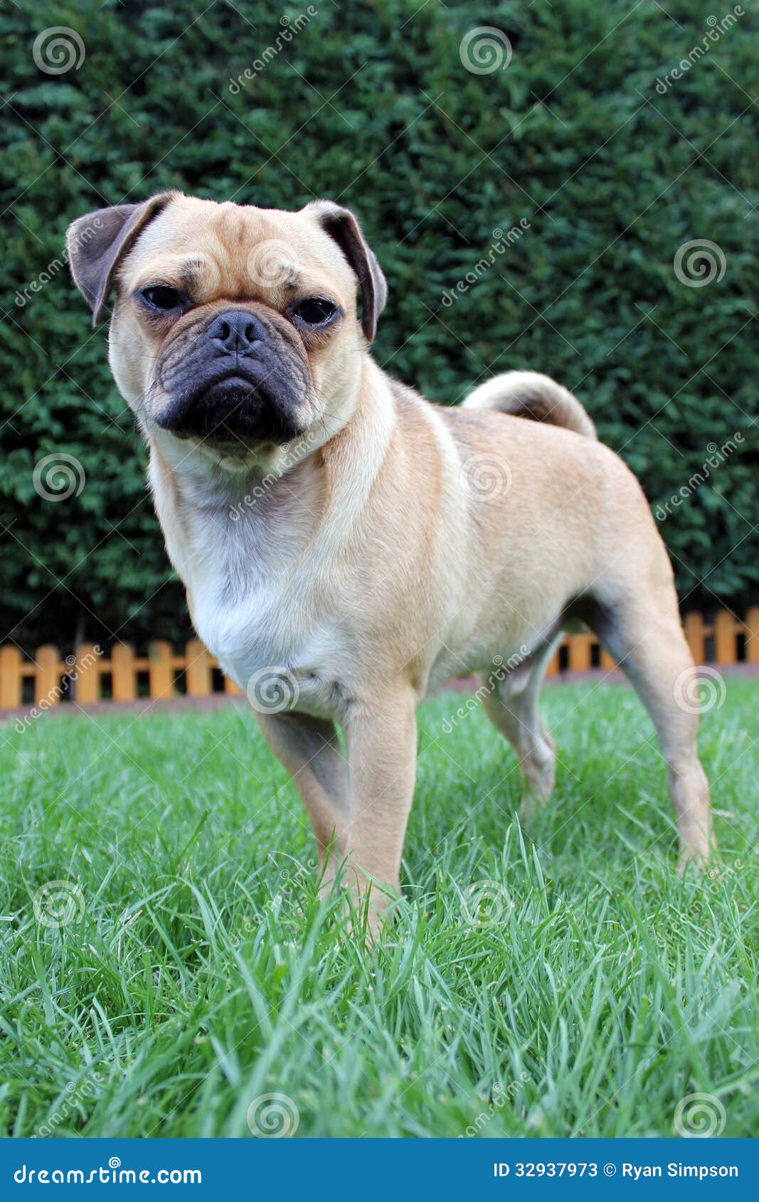 Pug dog standing on grass stock image. Image of border - 32937973