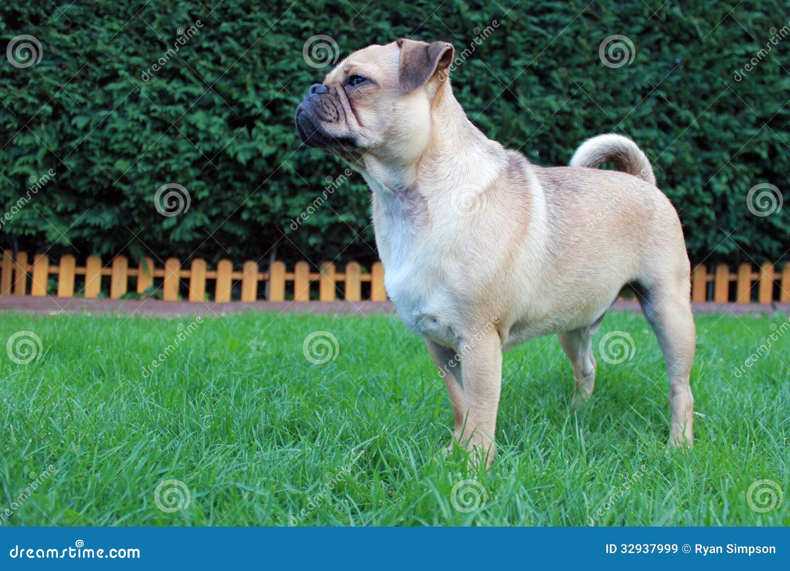 Pug Dog Standing on Grass Landscape Stock Image - Image of head, coat ...