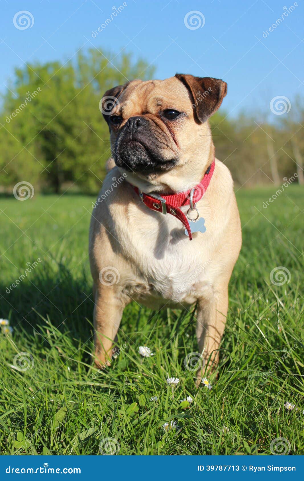 Pug Dog Standing on Grass Portrait Stock Image - Image of indoors ...