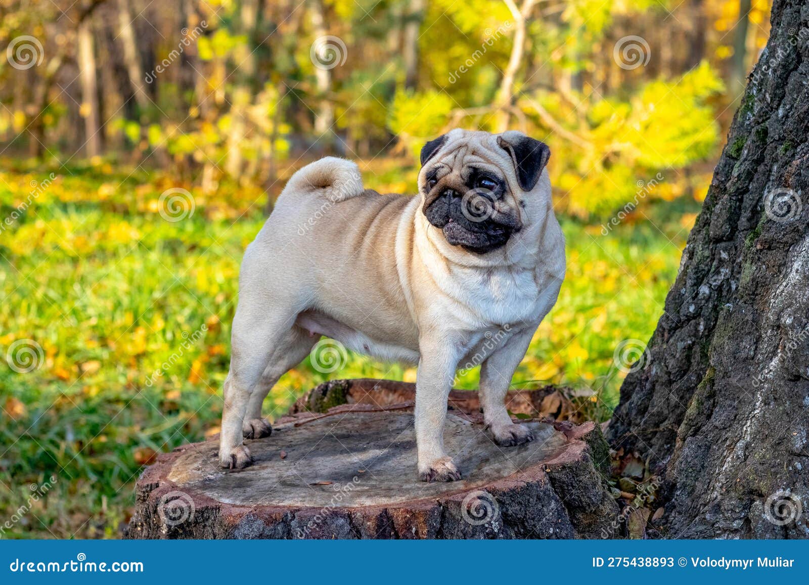A Pug Dog Stands on a Stump in the Park in the Fall Stock Image - Image ...