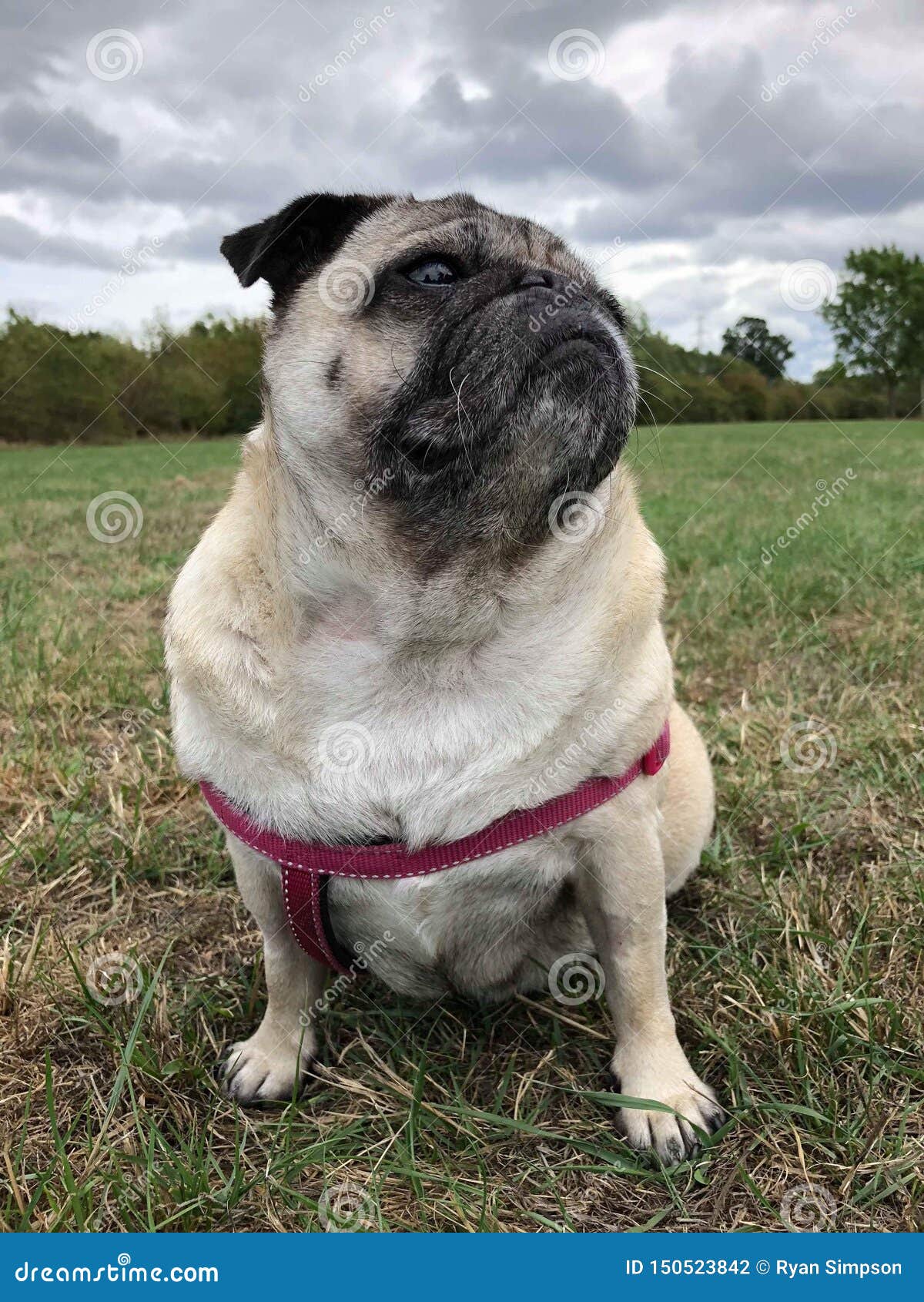 Pug Dog Stood on a Grassy Field Stock Photo - Image of middle, grassy ...