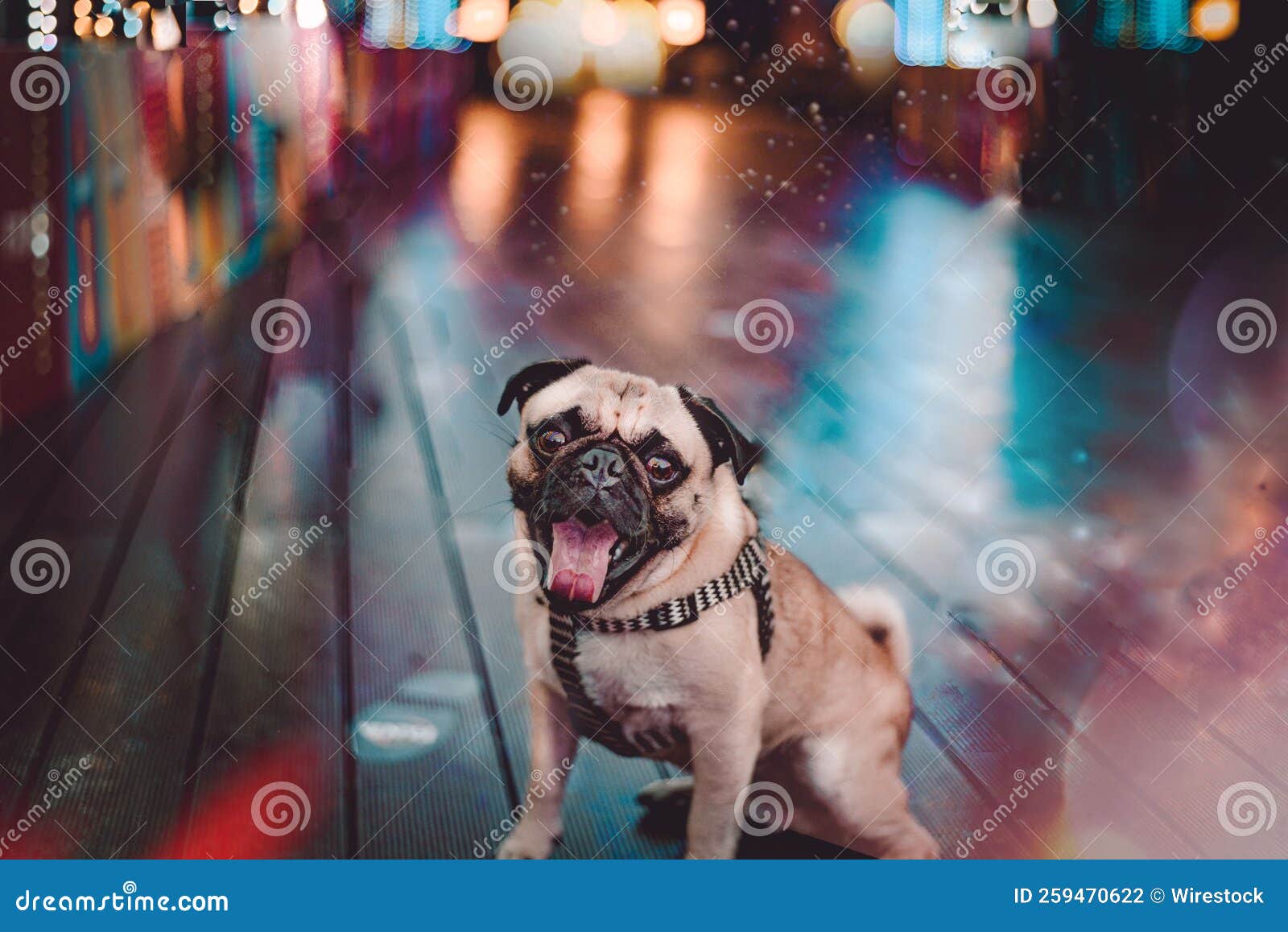 Pug Dog in the Street at Night Stock Photo - Image of breed, cute ...