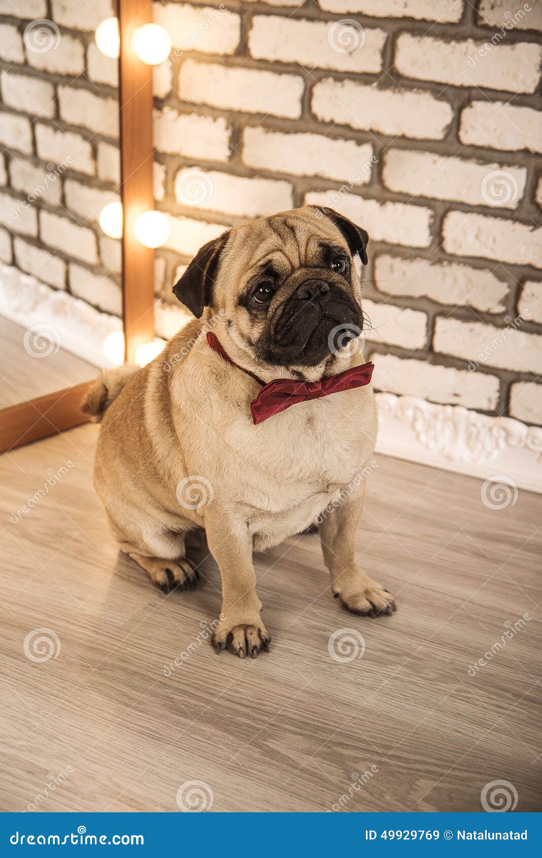 Pug dog stock image. Image of looking, cravat, funny - 49929769