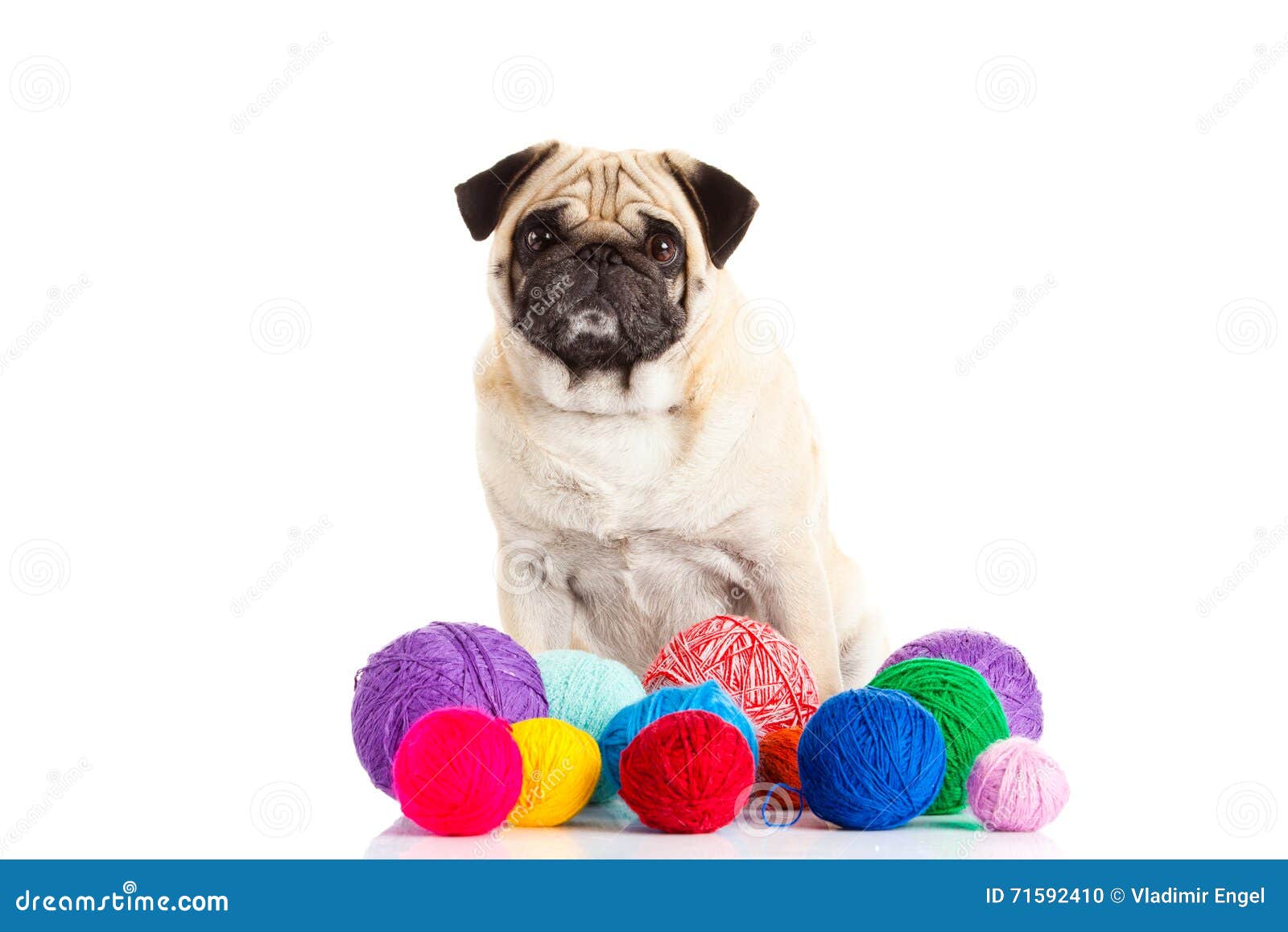 Pug Dog Thread Balls Isolated on White Background Stock Photo - Image ...