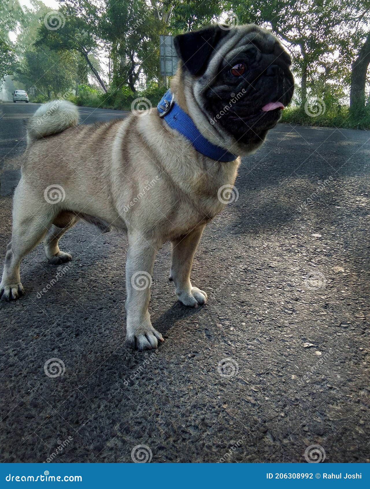 Pug Dog on a Walk stock photo. Image of nose, walk, puppy - 206308992