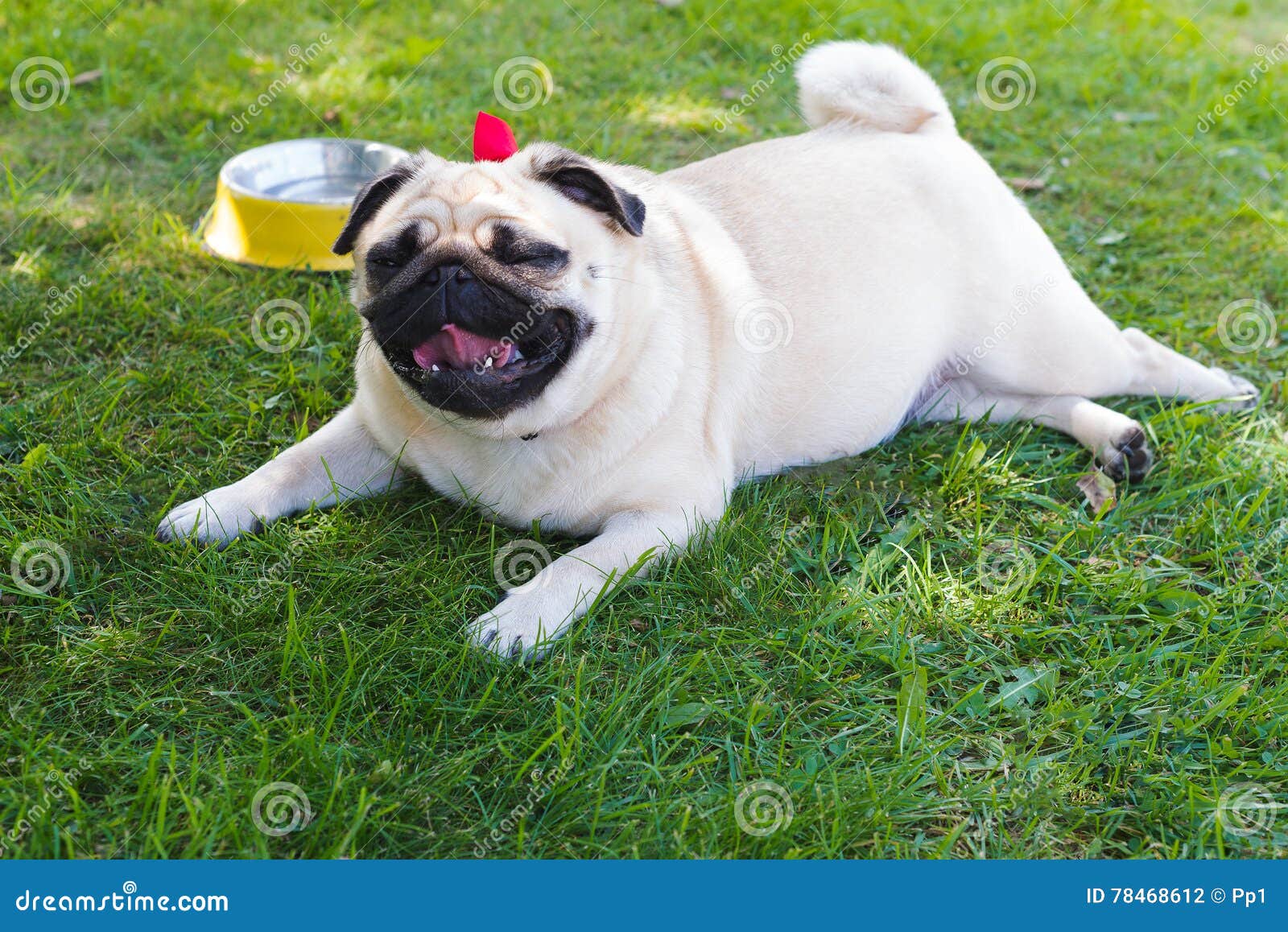 Pug Dog Winking To Camera during Hot Day Laying Stock Photo - Image of ...