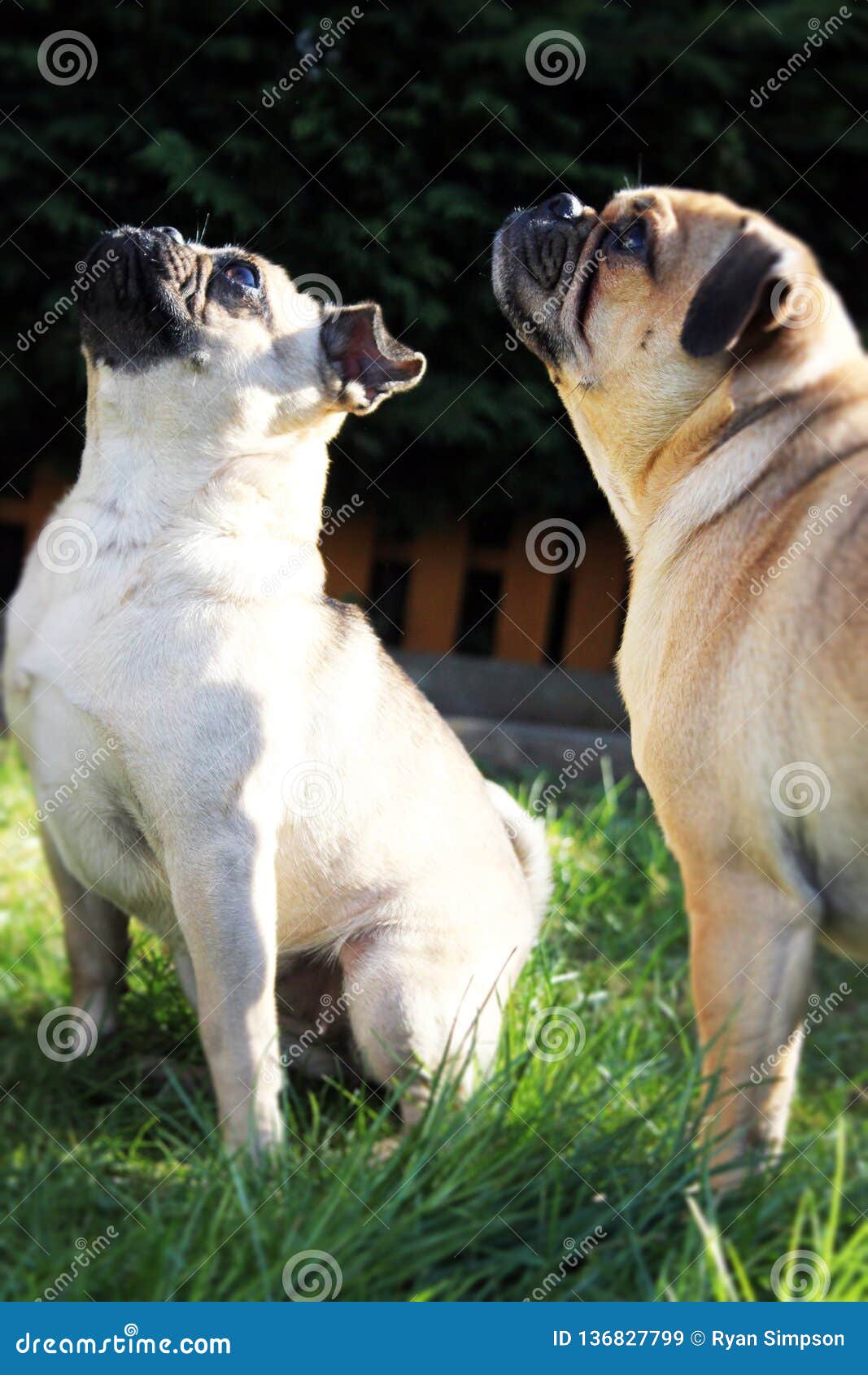 Pug Dogs Outside Looking Up Portrait Stock Image - Image of laying ...
