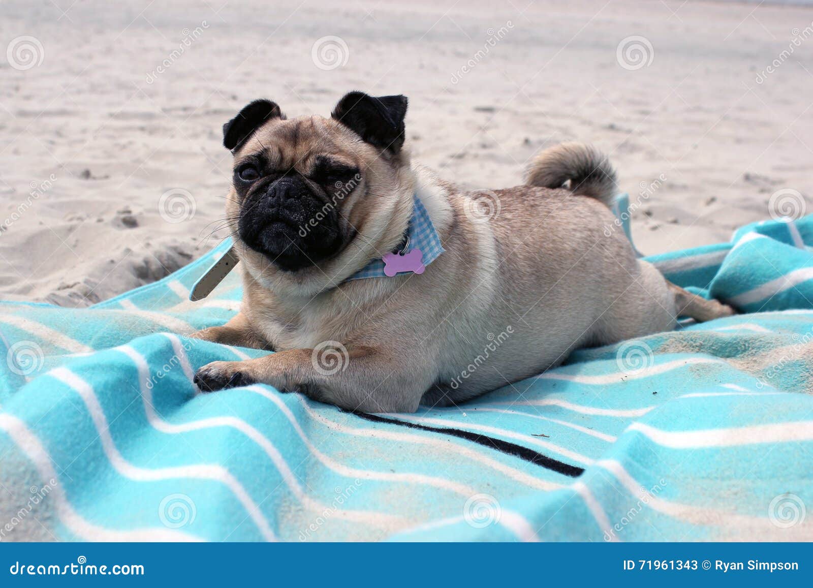 Pug Dogs Sat on a Beach Landscape Stock Image - Image of landscape ...