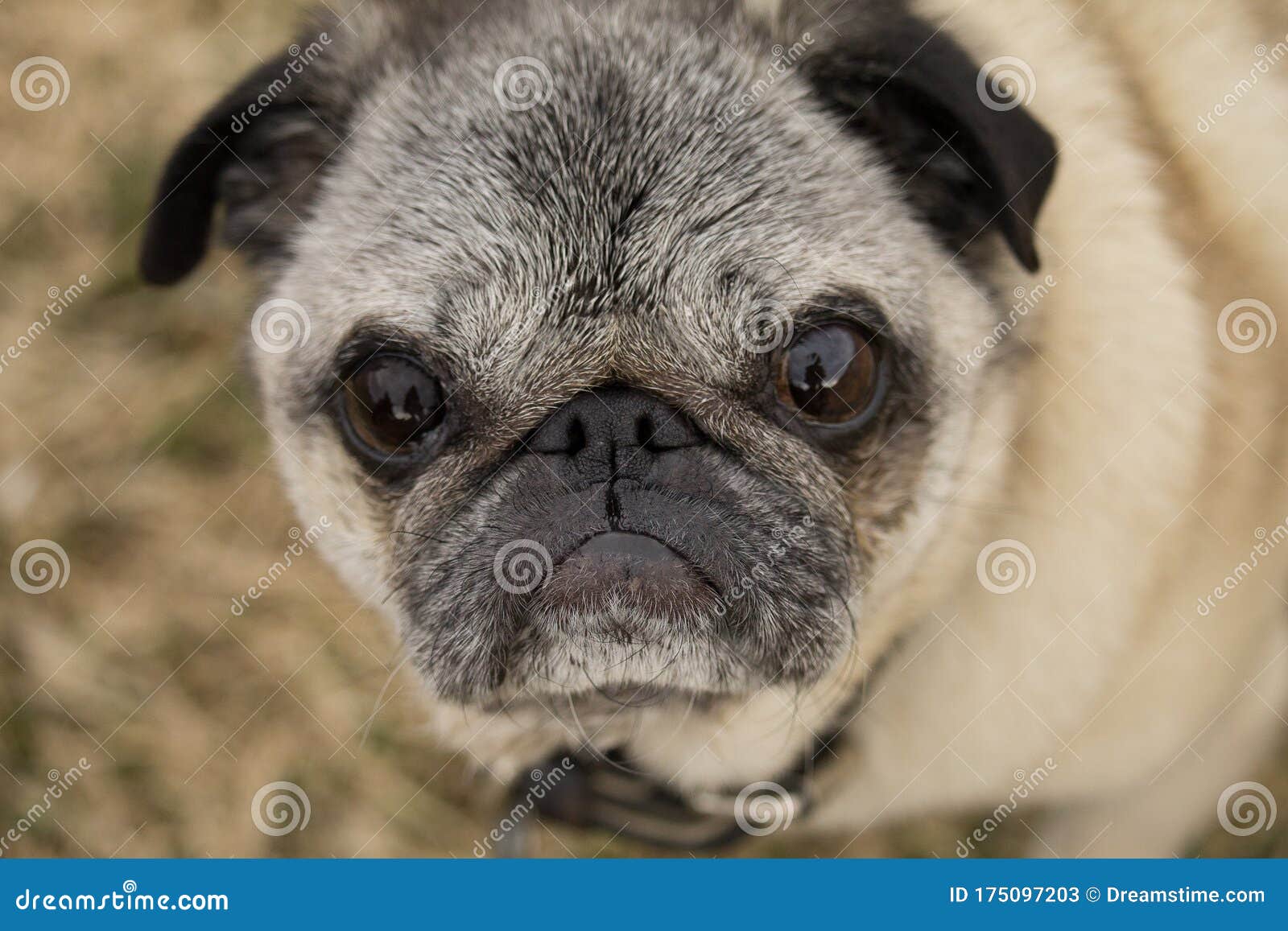 Pug doing a photoshoot stock image. Image of look, eyes - 175097203