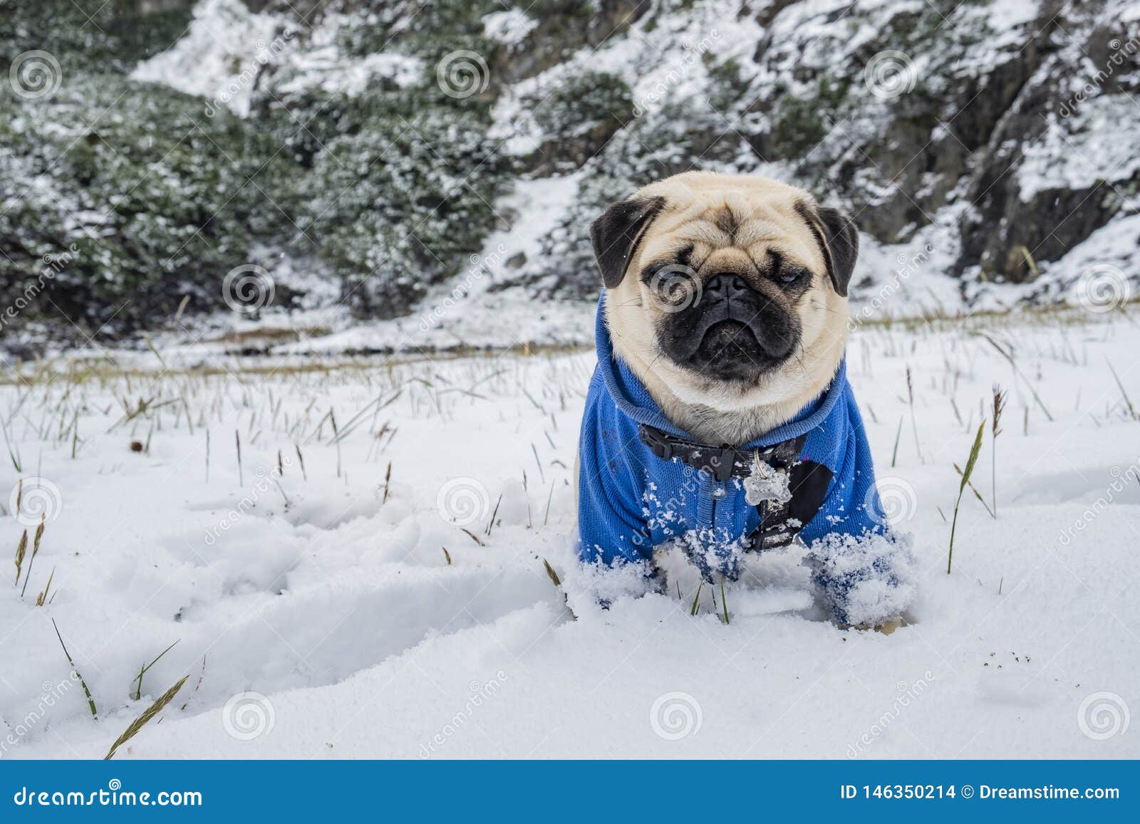 Pug Dressed in Blue Jacket Standing on the Snow Looking at the Camera ...