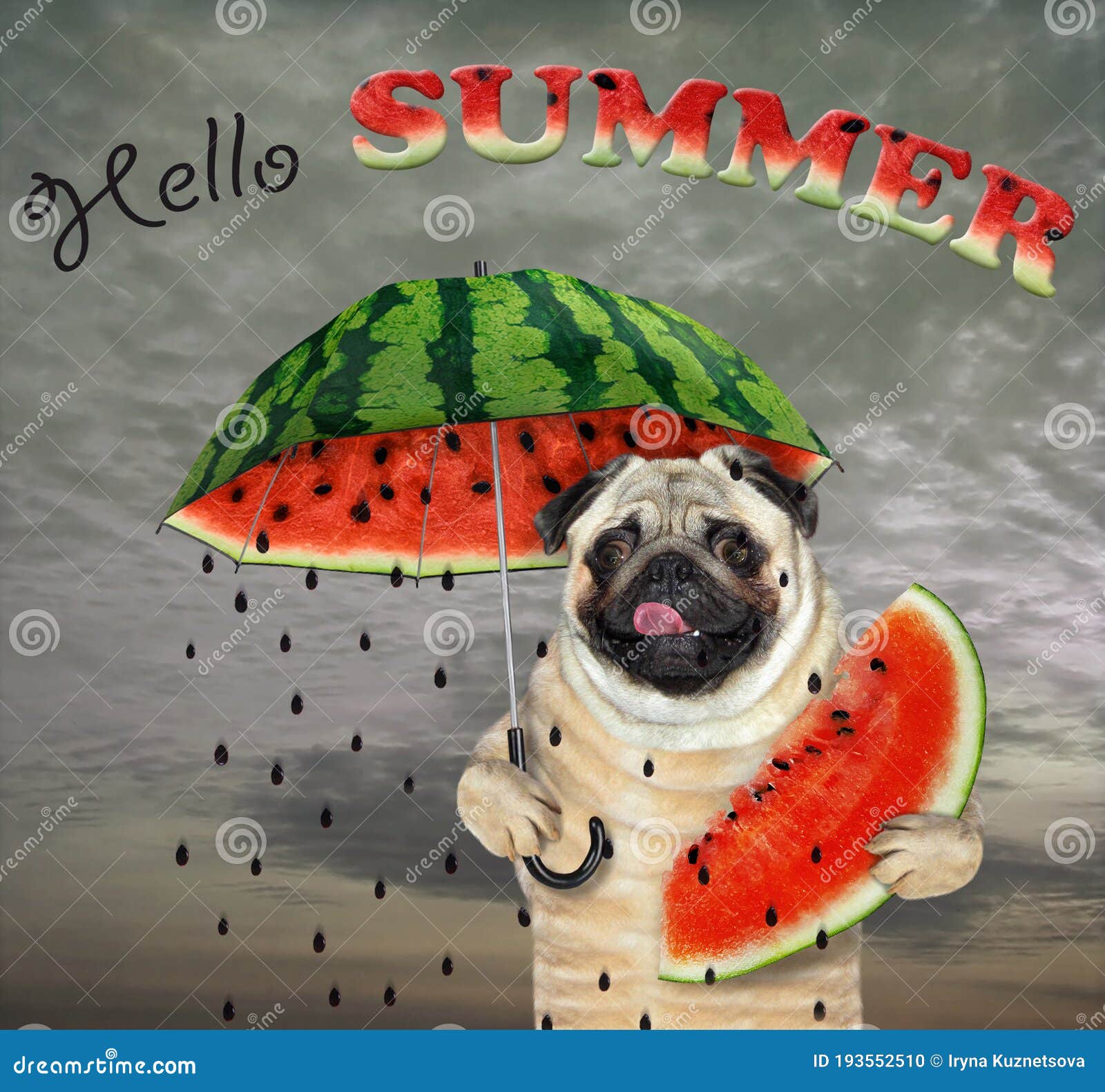 Pug Eats Watermelon Under Umbrella 2 Stock Photo - Image of fruit, ripe ...
