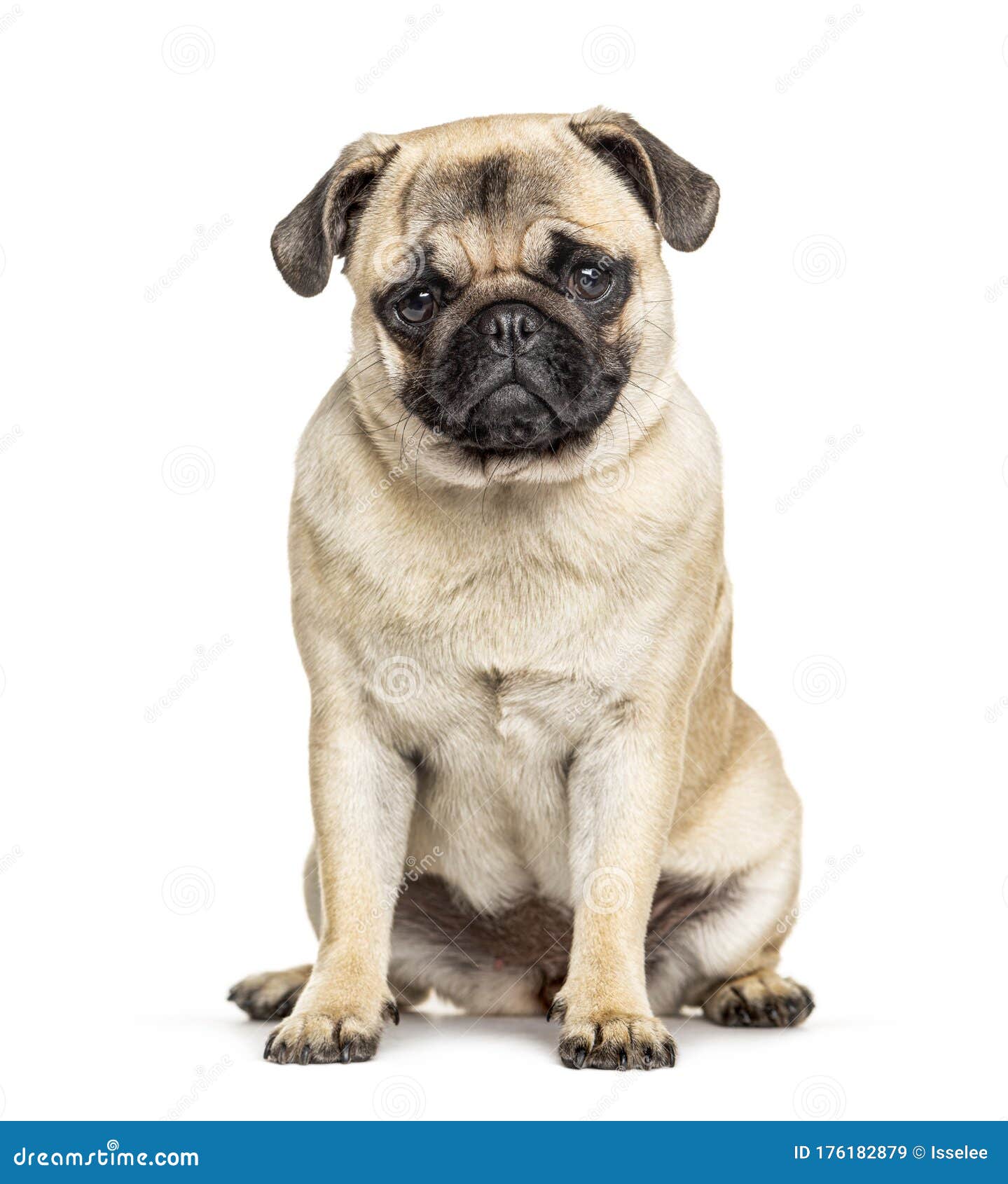 Pug en sentada aislado imagen de archivo. Imagen de perro - 176182879