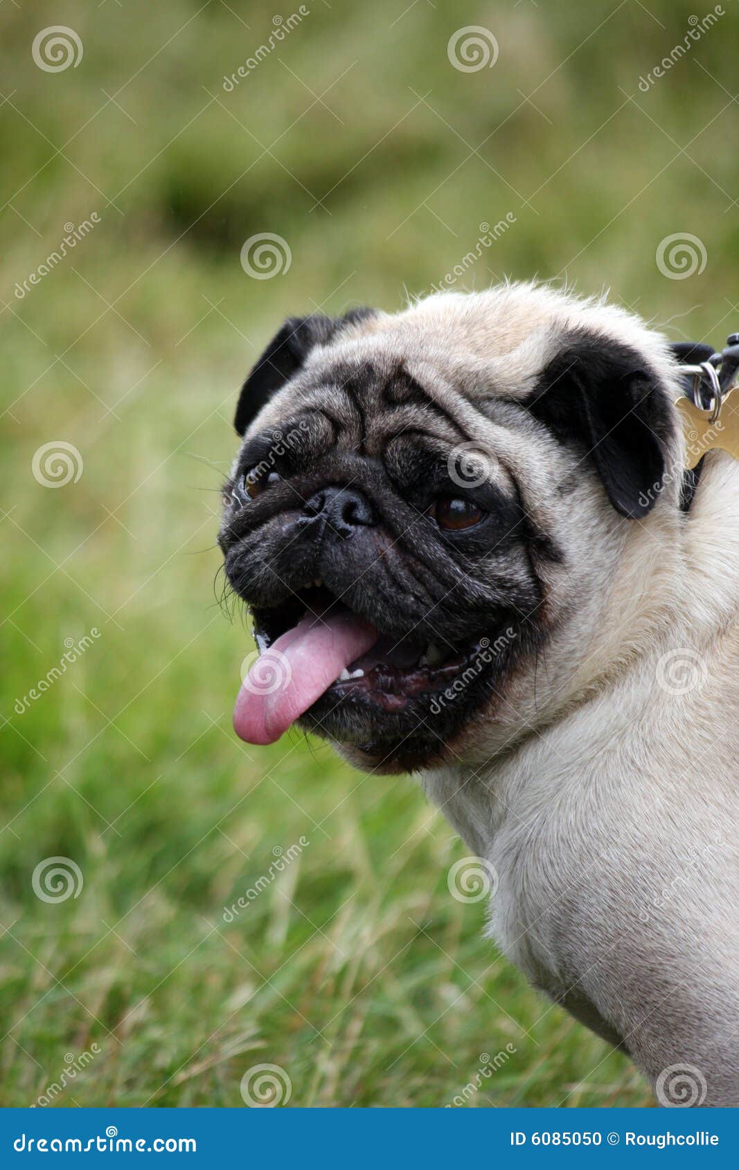 Pug Face stock photo. Image of tongue, canines, bred, canine - 6085050